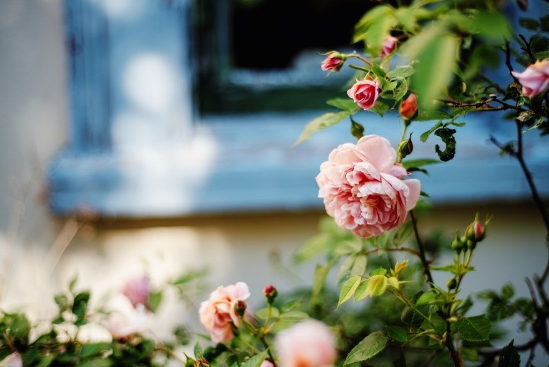 The Sweet Scent of Roses - CountryLife Blog