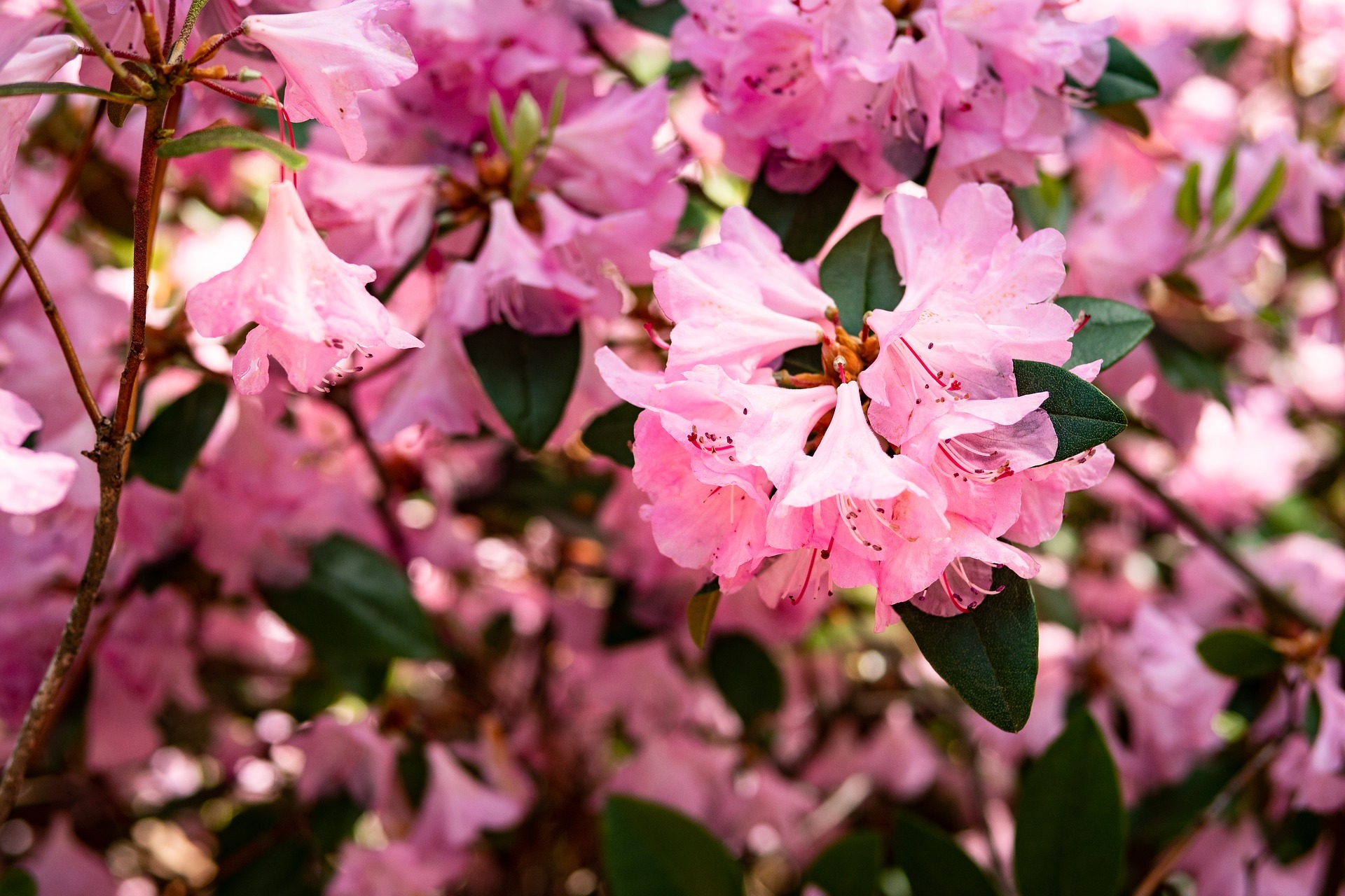 Azalea - A Lightbulb in the Garden - CountryLife Blog