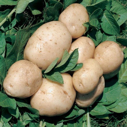 The Perfect Time to Plant Potatoes - CountryLife Blog