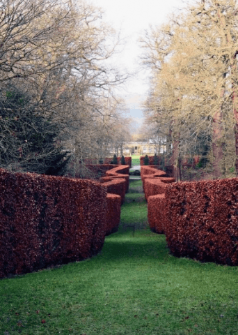 Finding the perfect hedge - CountryLife Blog