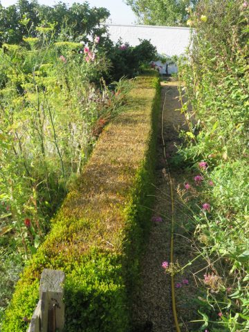 Caring for Box Hedging - CountryLife Blog
