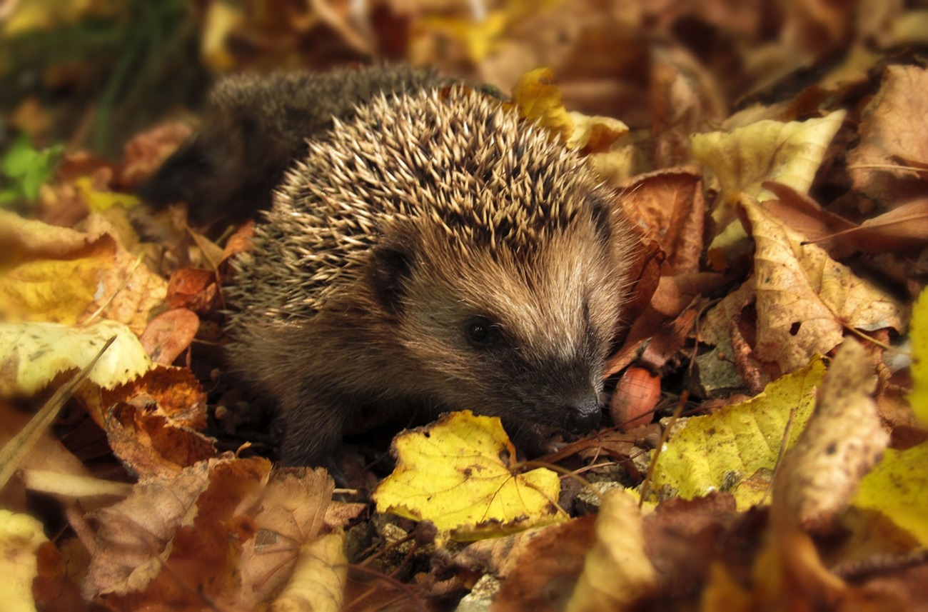 Hedgehogs and Frog Hotels - CountryLife Blog