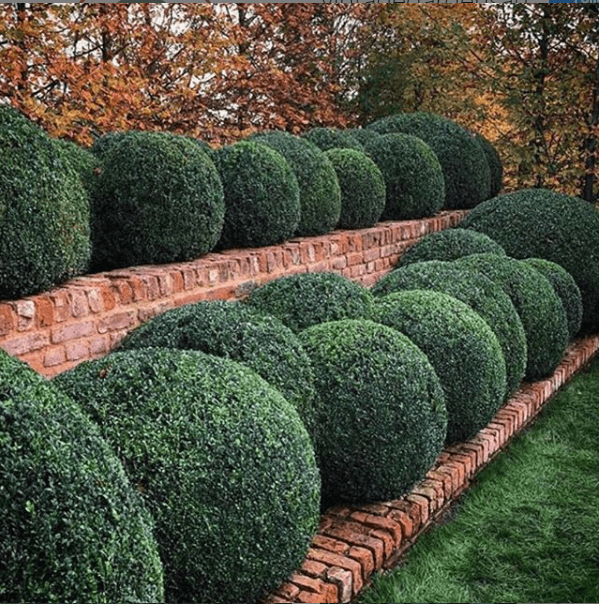 Caring for Box Hedging - CountryLife Blog