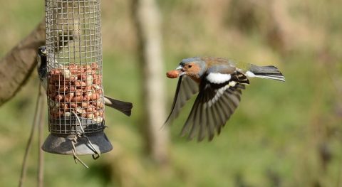 Feeding Wild Native Irish Birds: A Complete Guide - CountryLife Blog