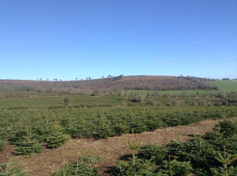 Real Christmas tree buyers guide - CountryLife Blog