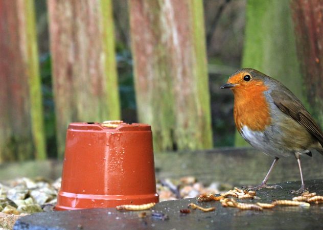 Feeding Wild Native Irish Birds: A Complete Guide - CountryLife Blog