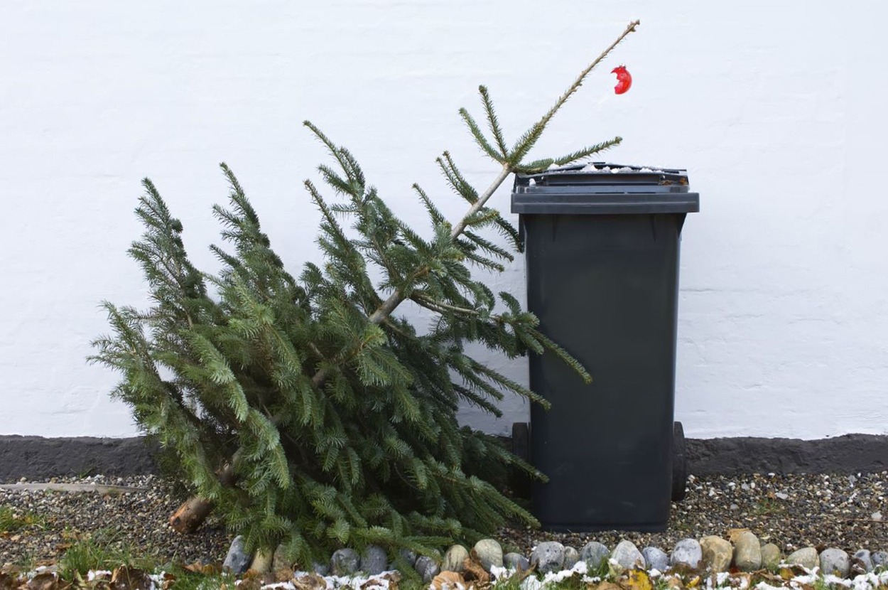 5 ways to recycle your real Christmas tree - CountryLife Blog
