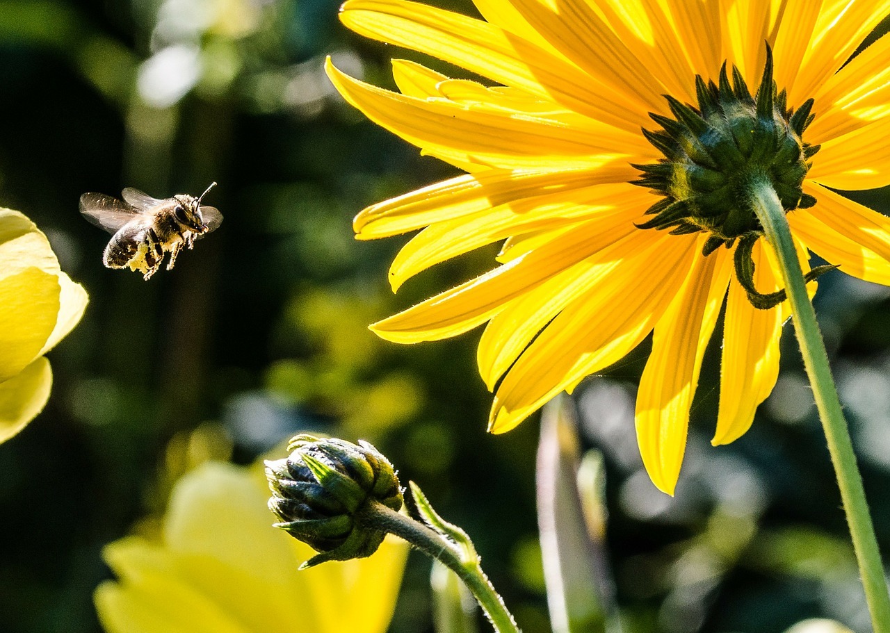Bee Friendly - CountryLife Blog