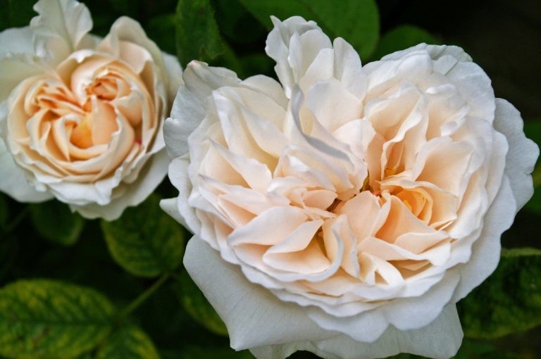 The Sweet Scent of Roses - CountryLife Blog