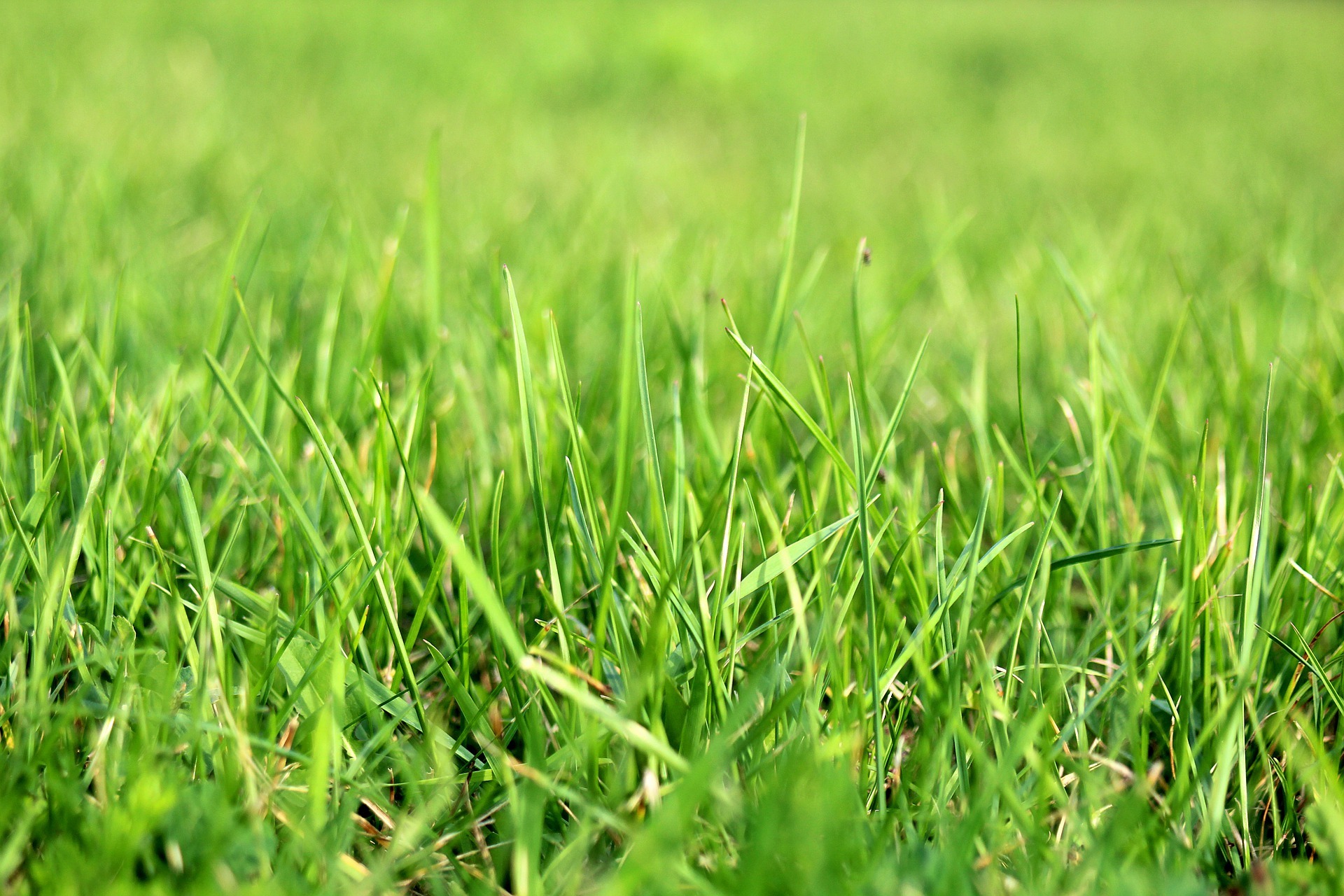 Moss Buster - CountryLife Blog