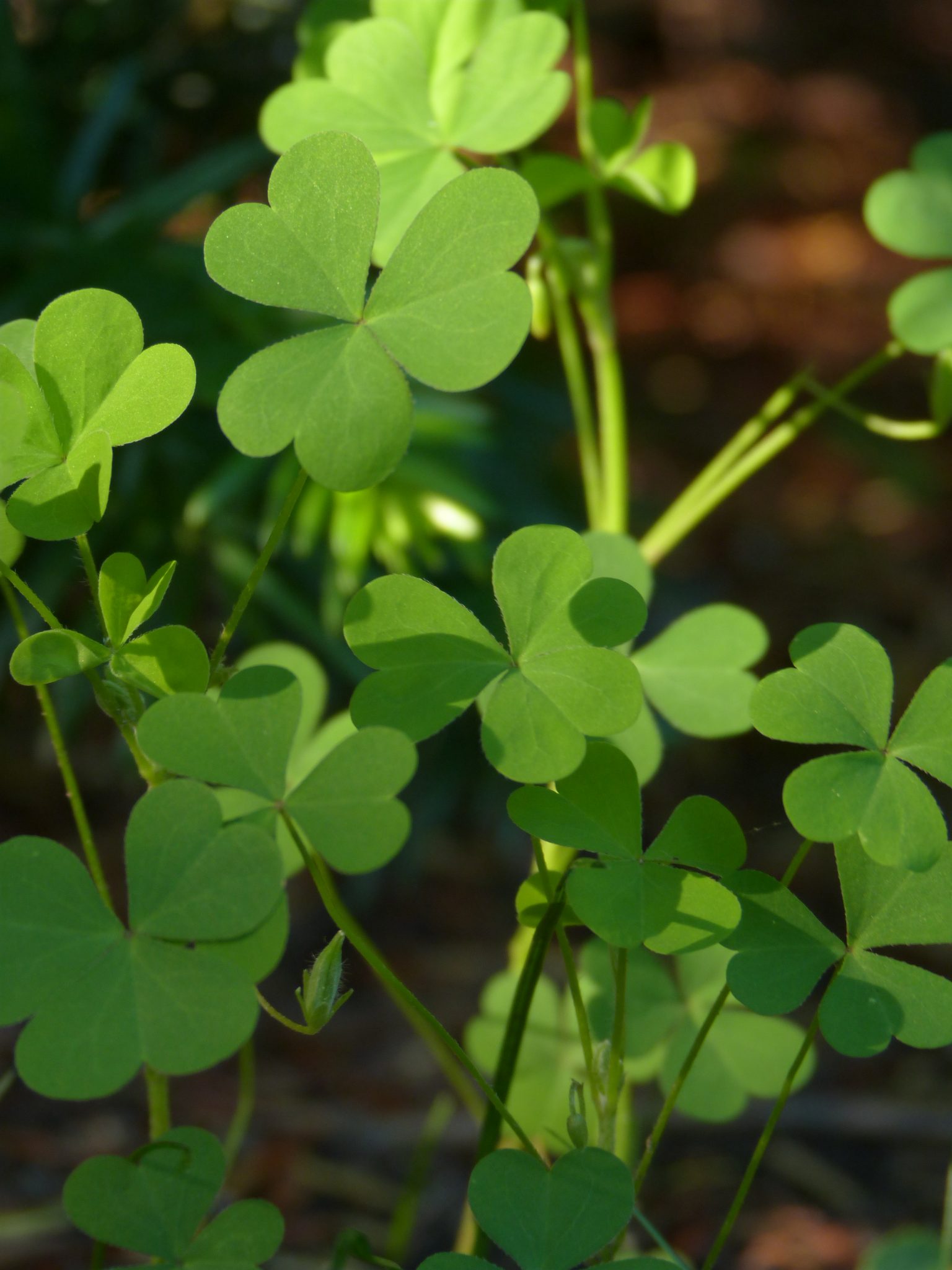 The Shamrock: More Than Just a Plant - CountryLife Blog