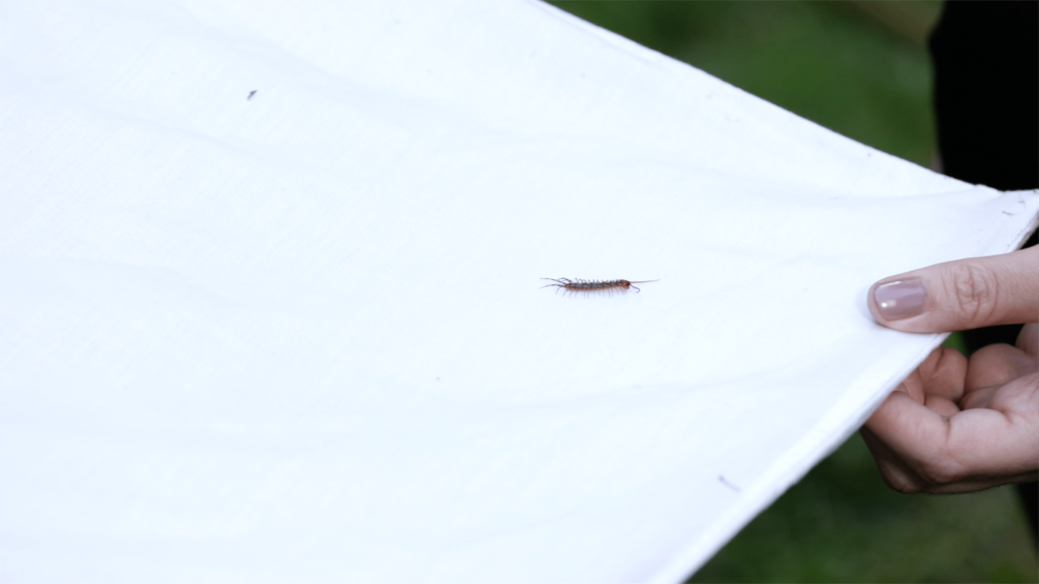 Make a Beating Tray - CountryLife Blog
