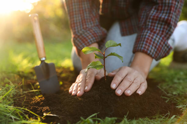 Operation Biodiversity: Malachy's Top 10 Tips For Planting Trees ...
