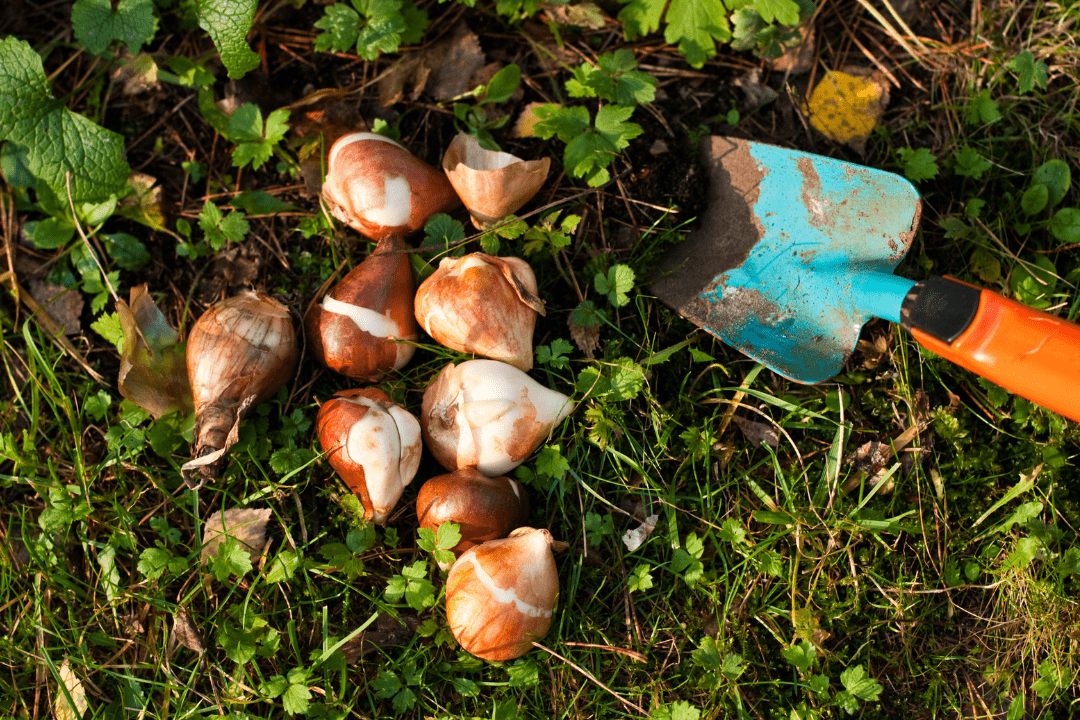 Autumn Bulb Planting Made Easy: Tips for a Brilliant Spring Display ...