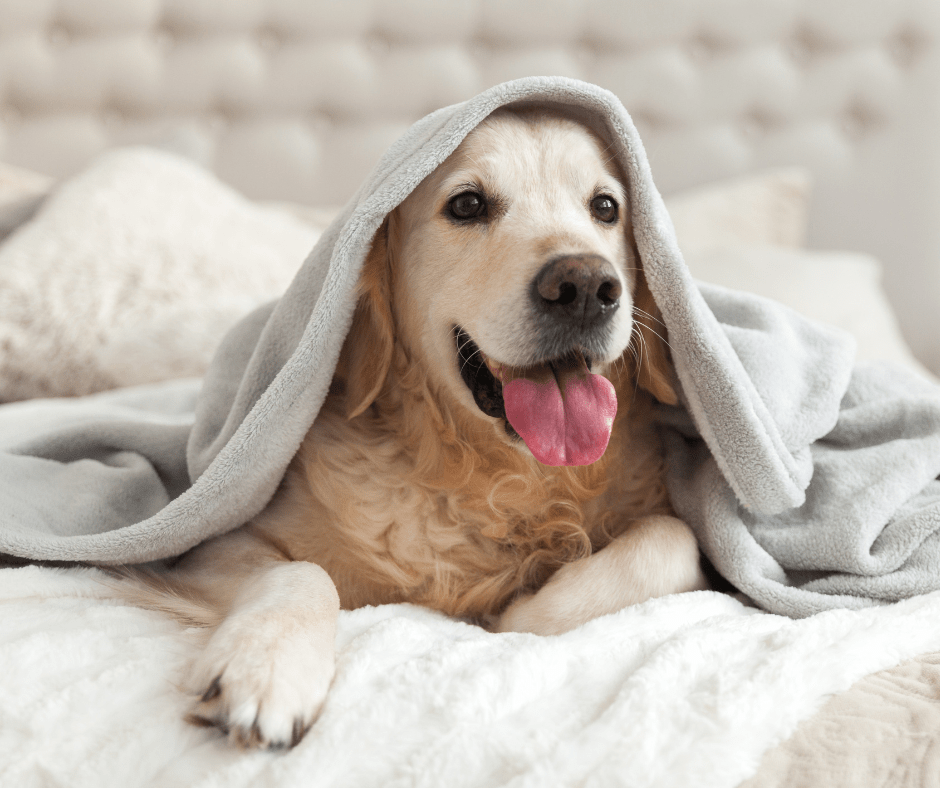 How to keep Pets Safe and Happy During Cold Weather - CountryLife Blog